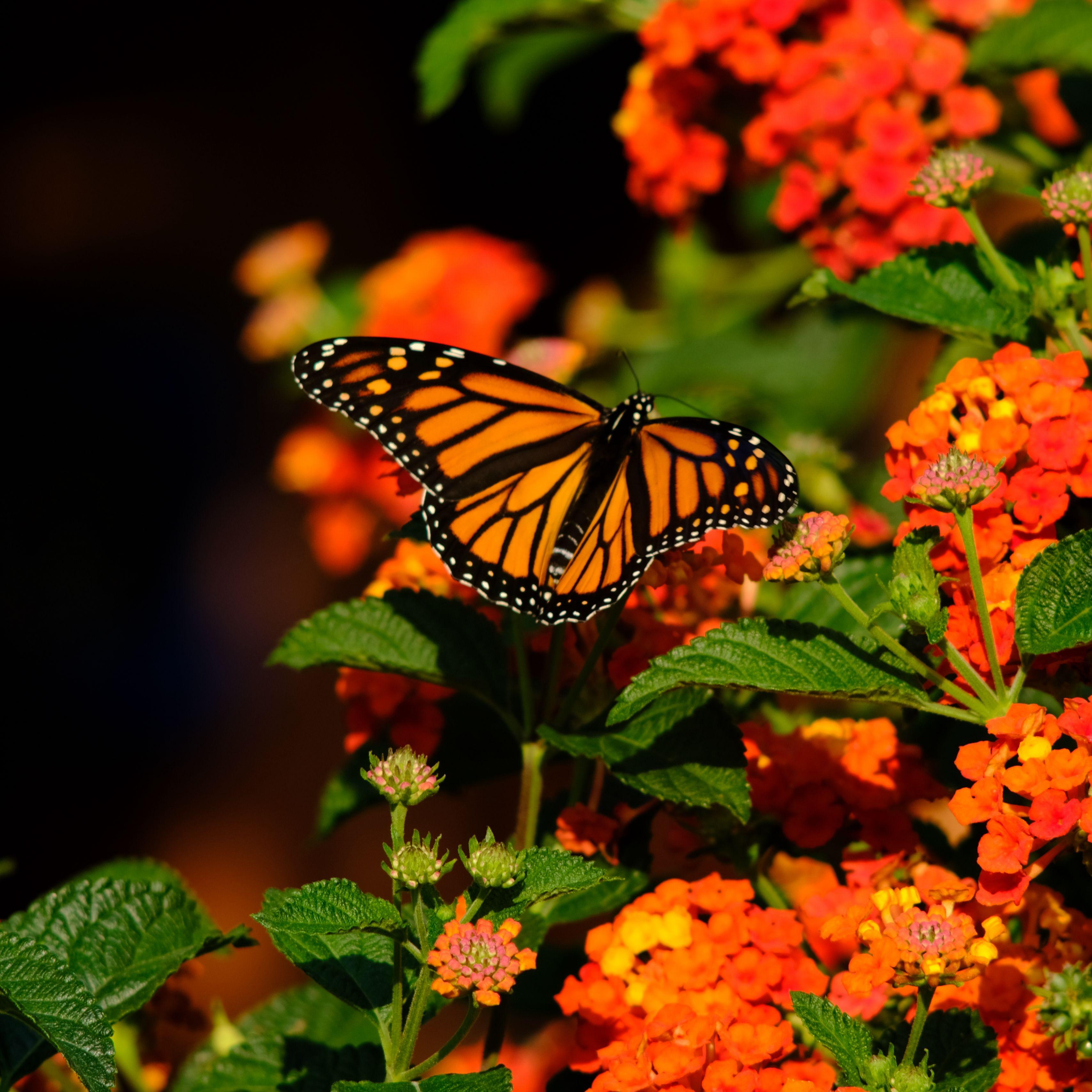Monarch Butterflies Wallpapers - Top Free Monarch Butterflies ...