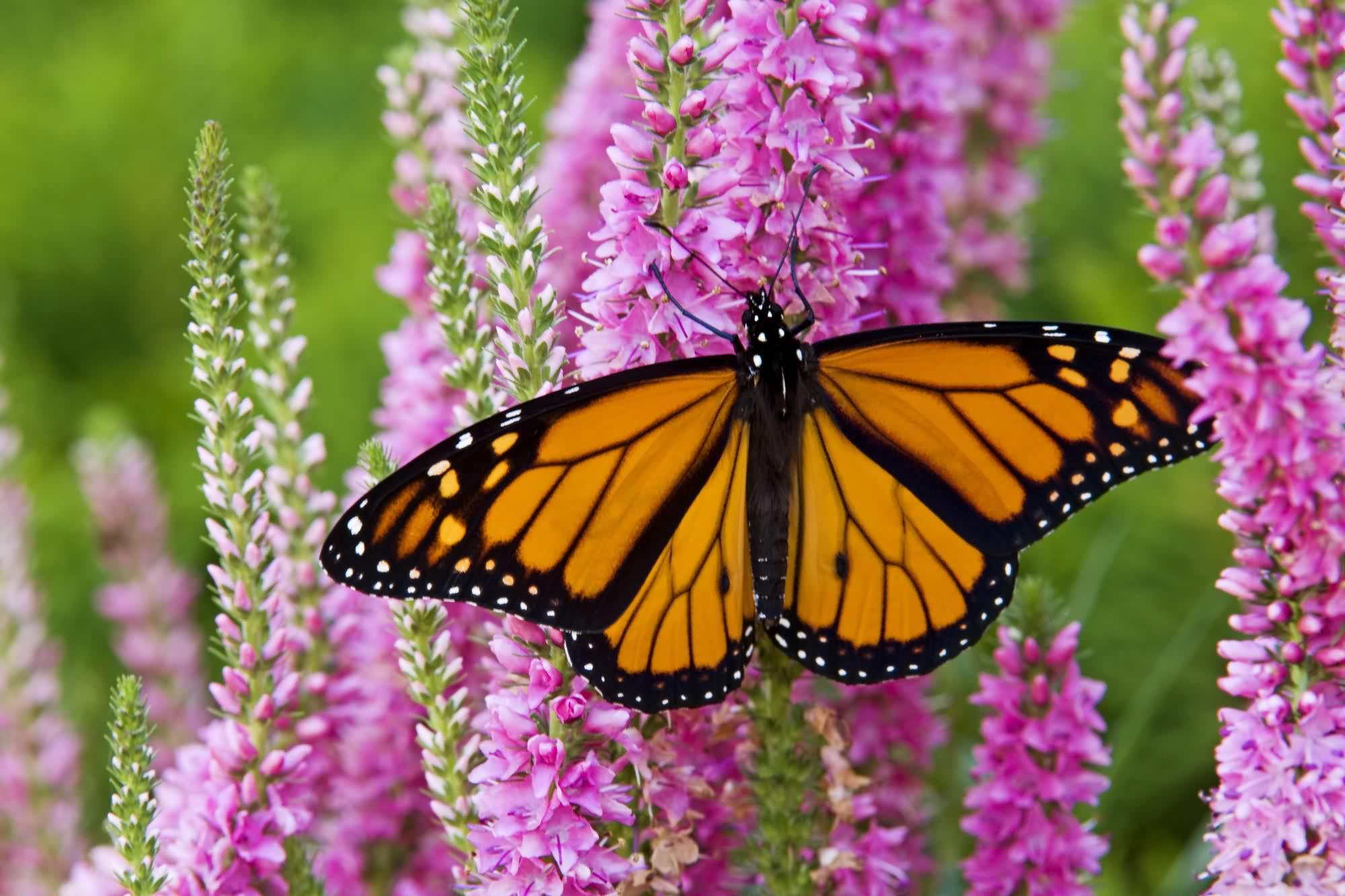 Monarch Butterflies Wallpapers - Top Free Monarch Butterflies ...