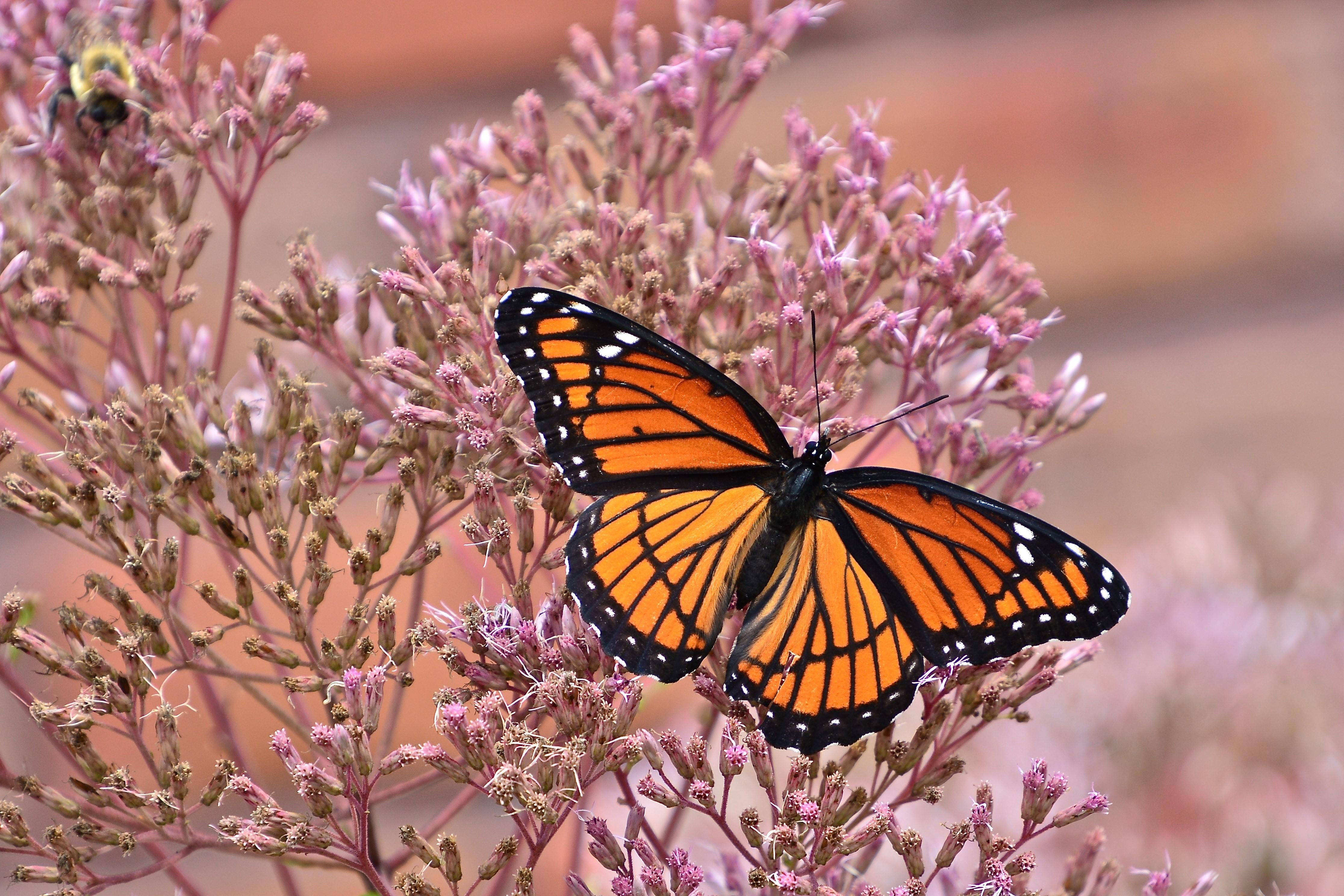 Monarch Butterflies Wallpapers - Top Free Monarch Butterflies ...