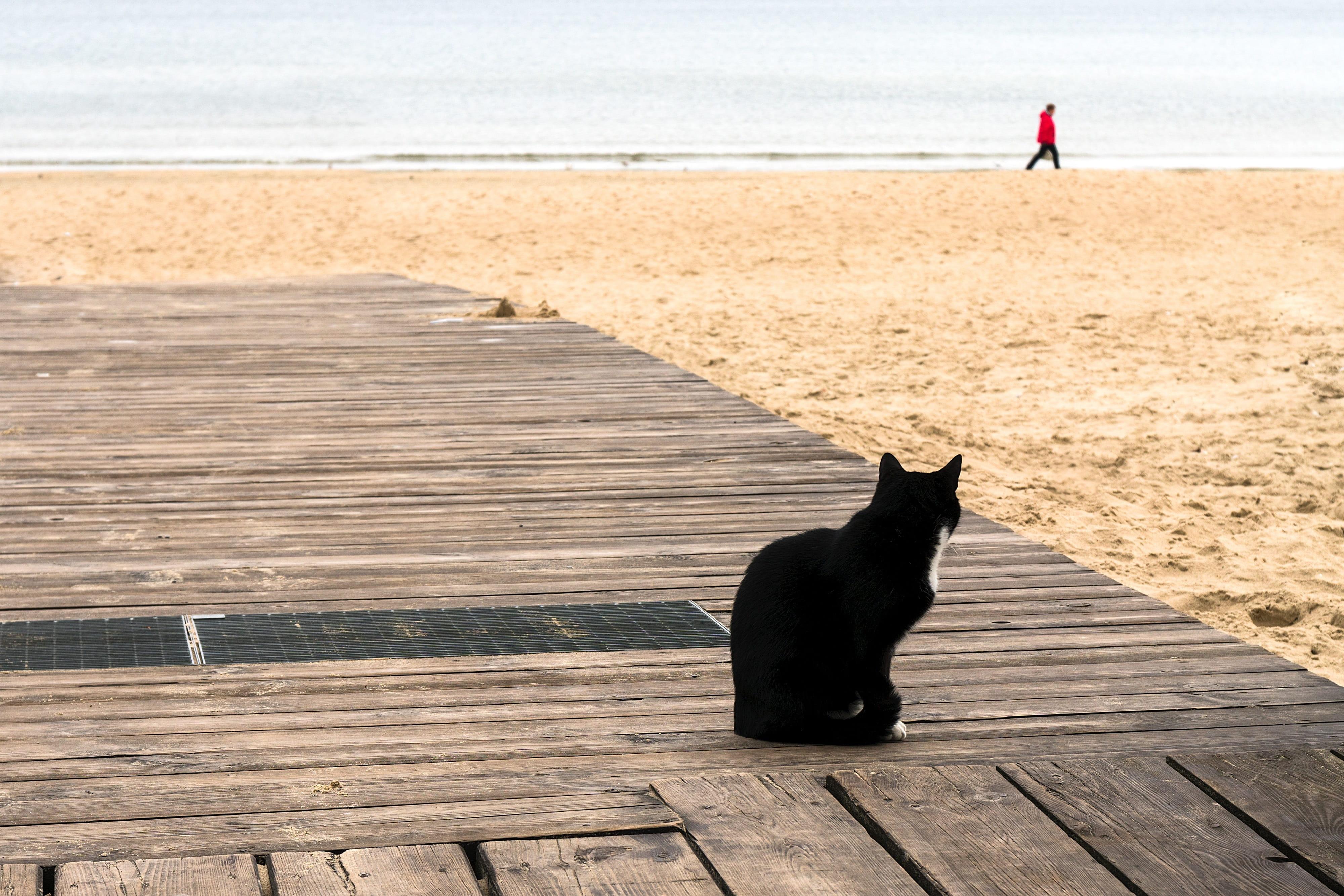 Cat On Beach Wallpapers - Top Free Cat On Beach Backgrounds ...