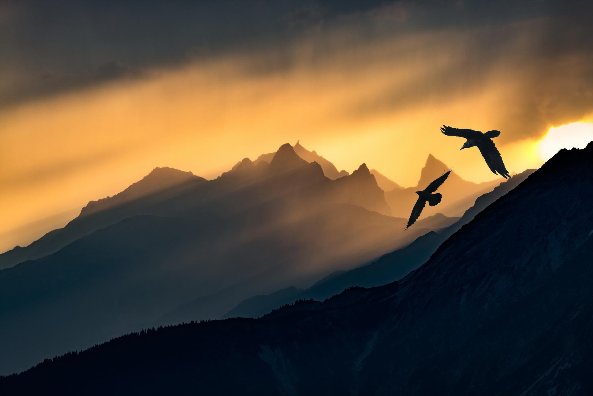 Mountain Birds Wallpapers - Top Free Mountain Birds Backgrounds ...