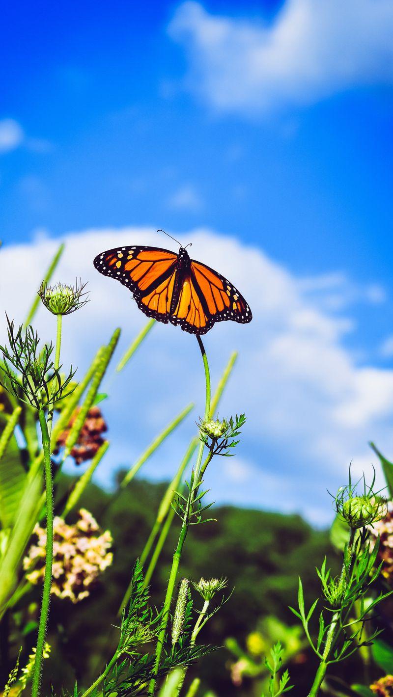 Monarch Butterflies Wallpapers - Top Free Monarch Butterflies ...