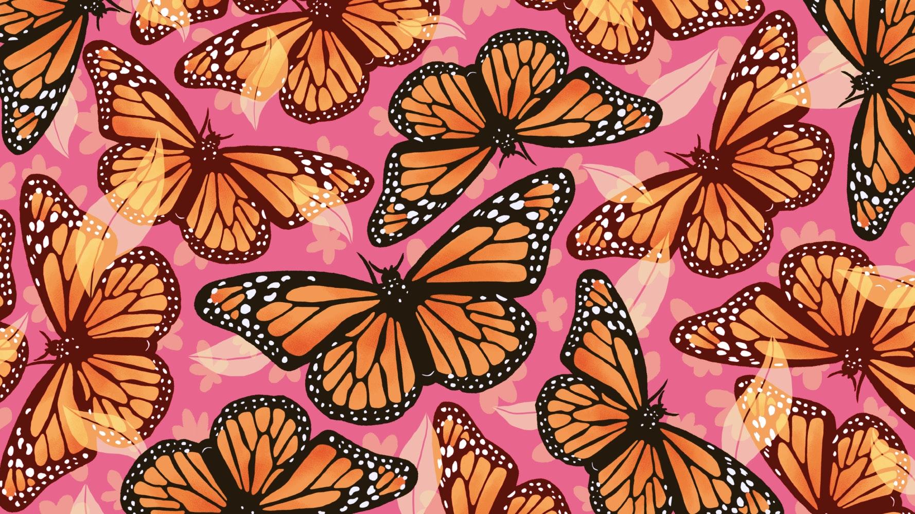 Monarch Butterflies Wallpapers - Top Free Monarch Butterflies ...