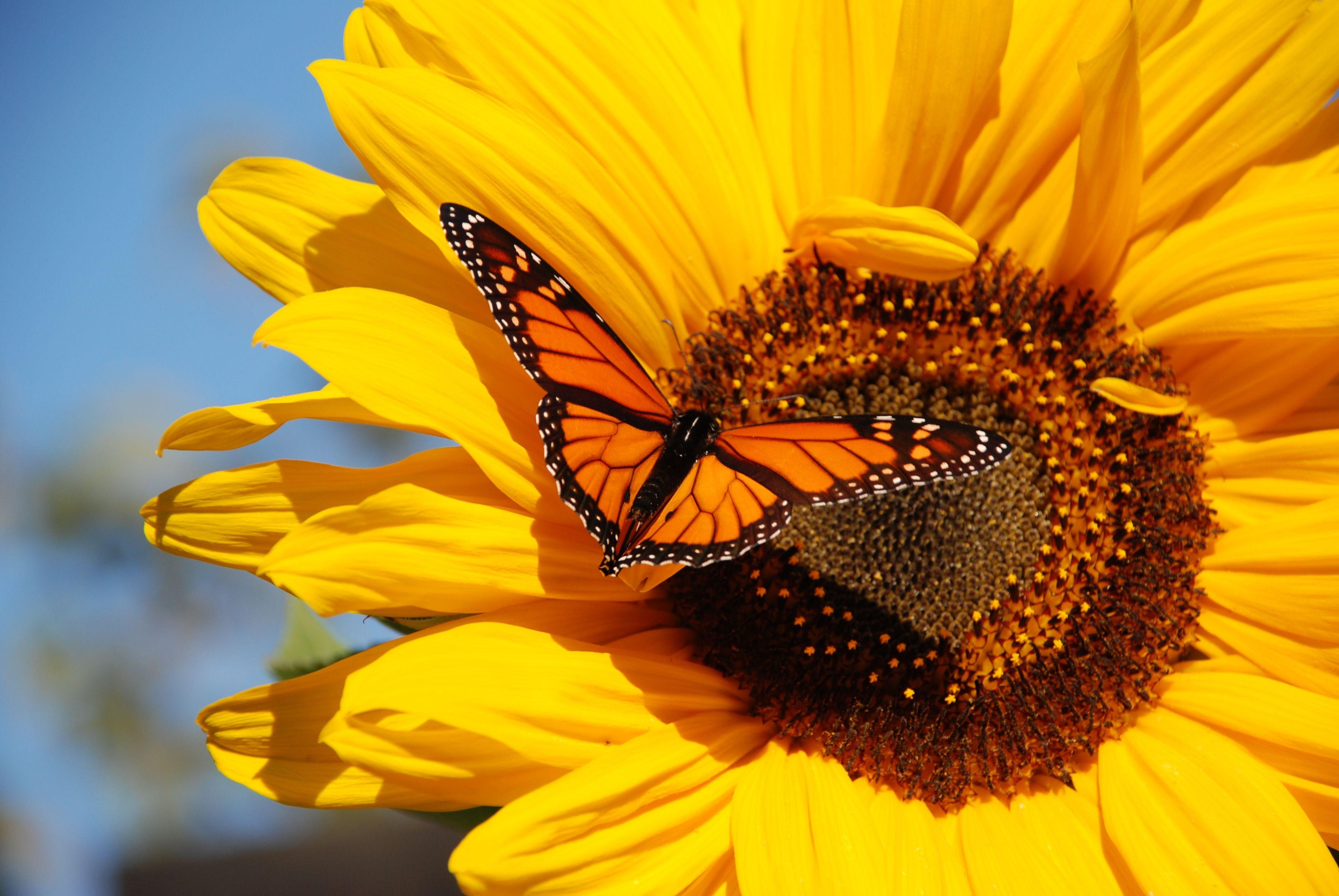 Monarch Butterflies Wallpapers - Top Free Monarch Butterflies ...