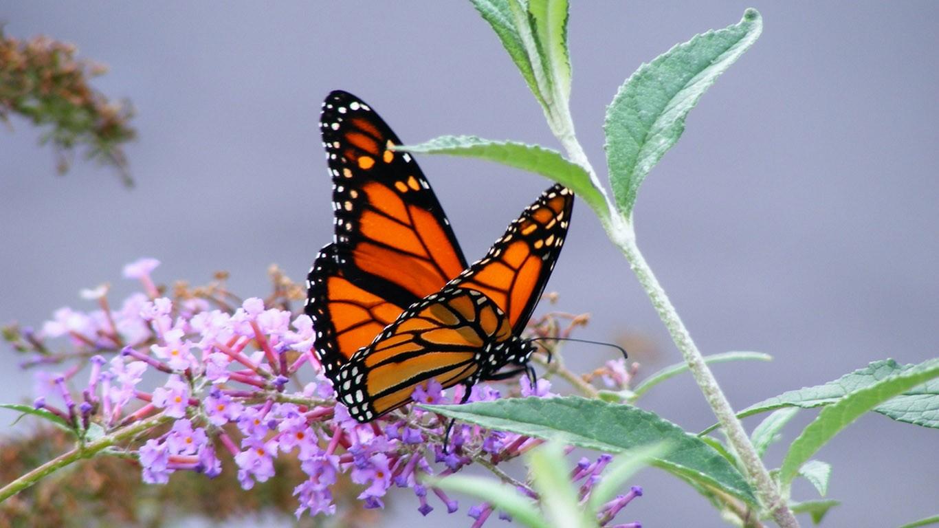 Monarch Butterflies Wallpapers - Top Free Monarch Butterflies ...