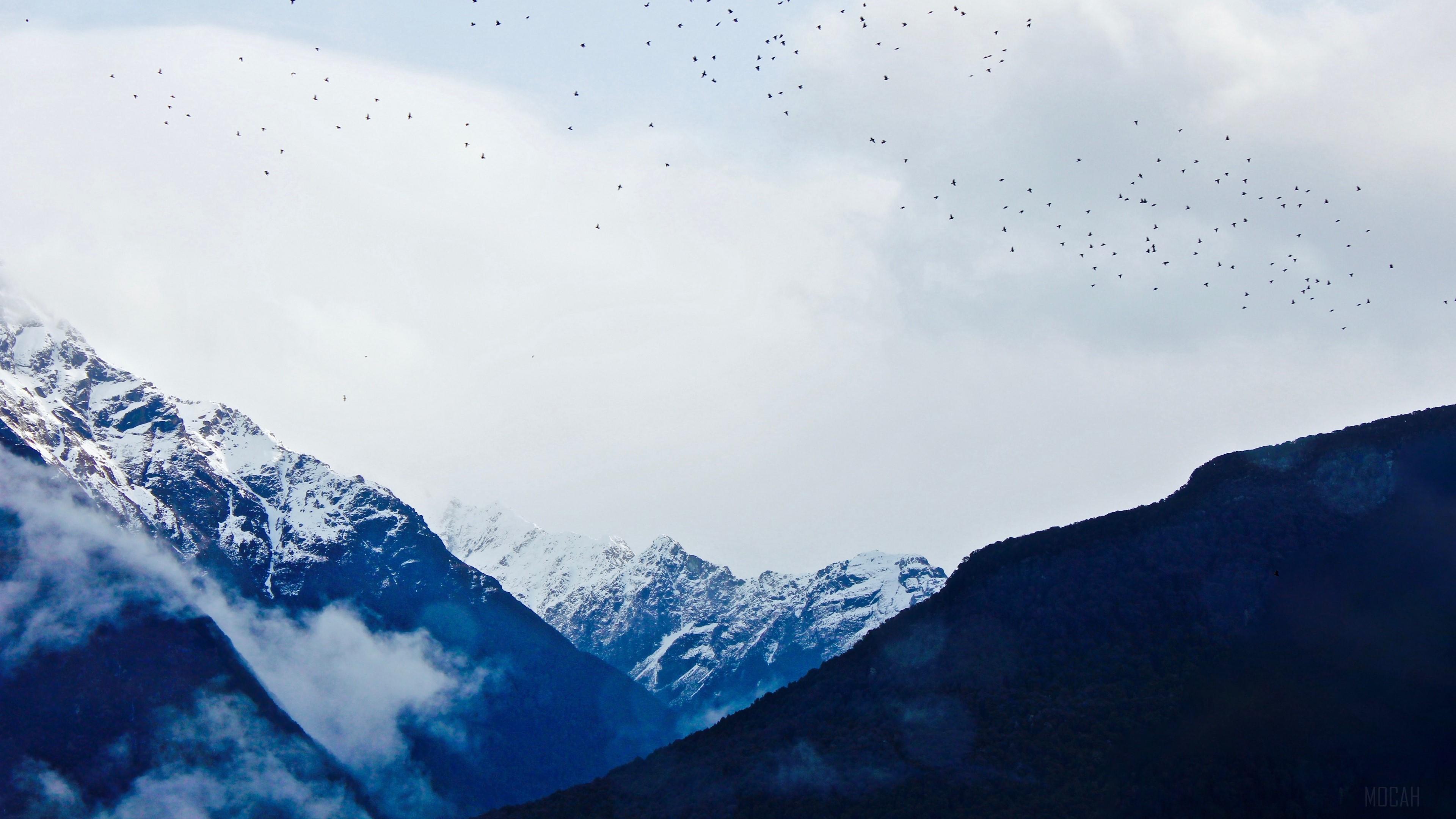 Mountain Birds Wallpapers - Top Free Mountain Birds Backgrounds ...