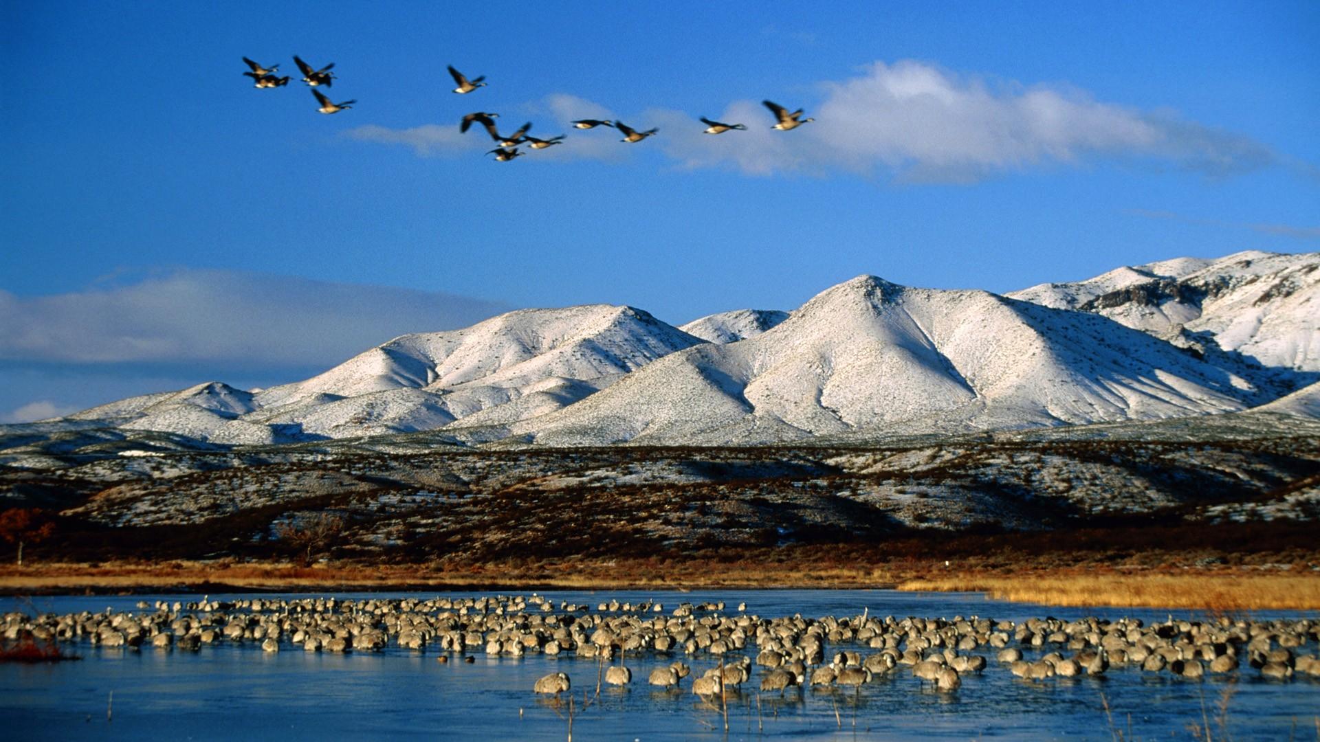 Mountain Birds Wallpapers - Top Free Mountain Birds Backgrounds ...