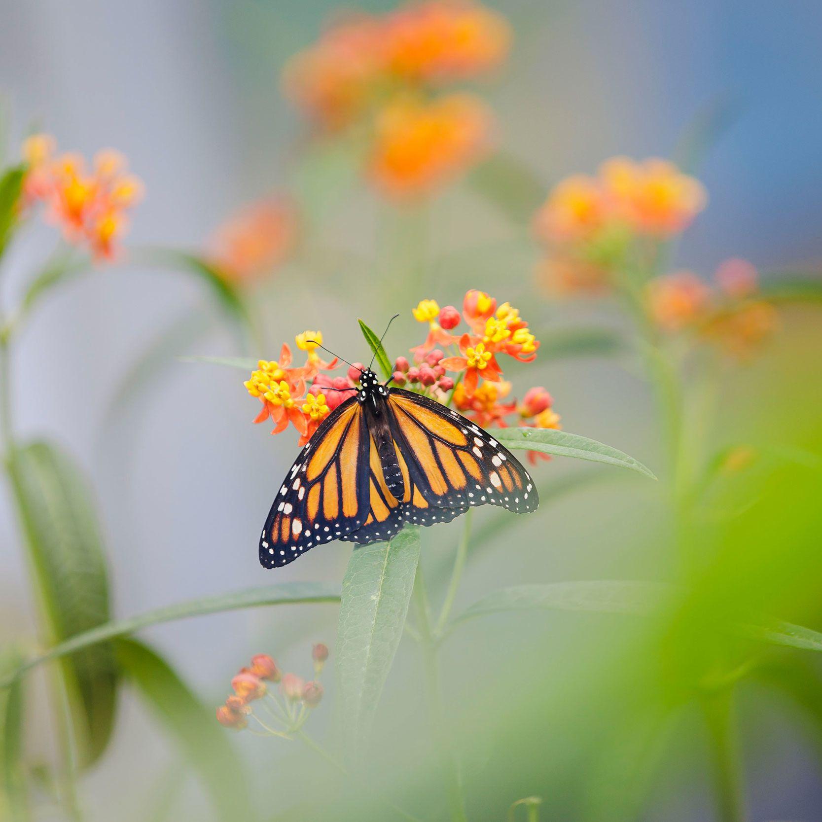 Monarch Butterflies Wallpapers - Top Free Monarch Butterflies ...