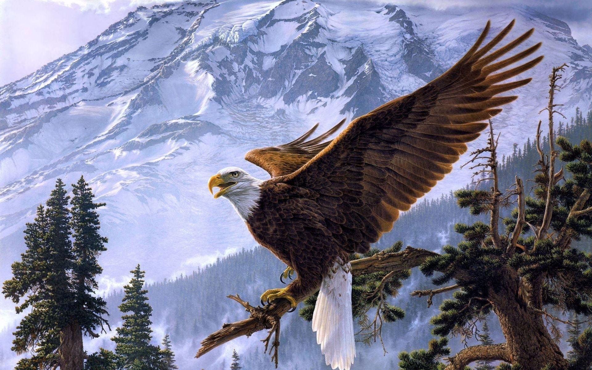 Mountain Birds Wallpapers - Top Free Mountain Birds Backgrounds ...