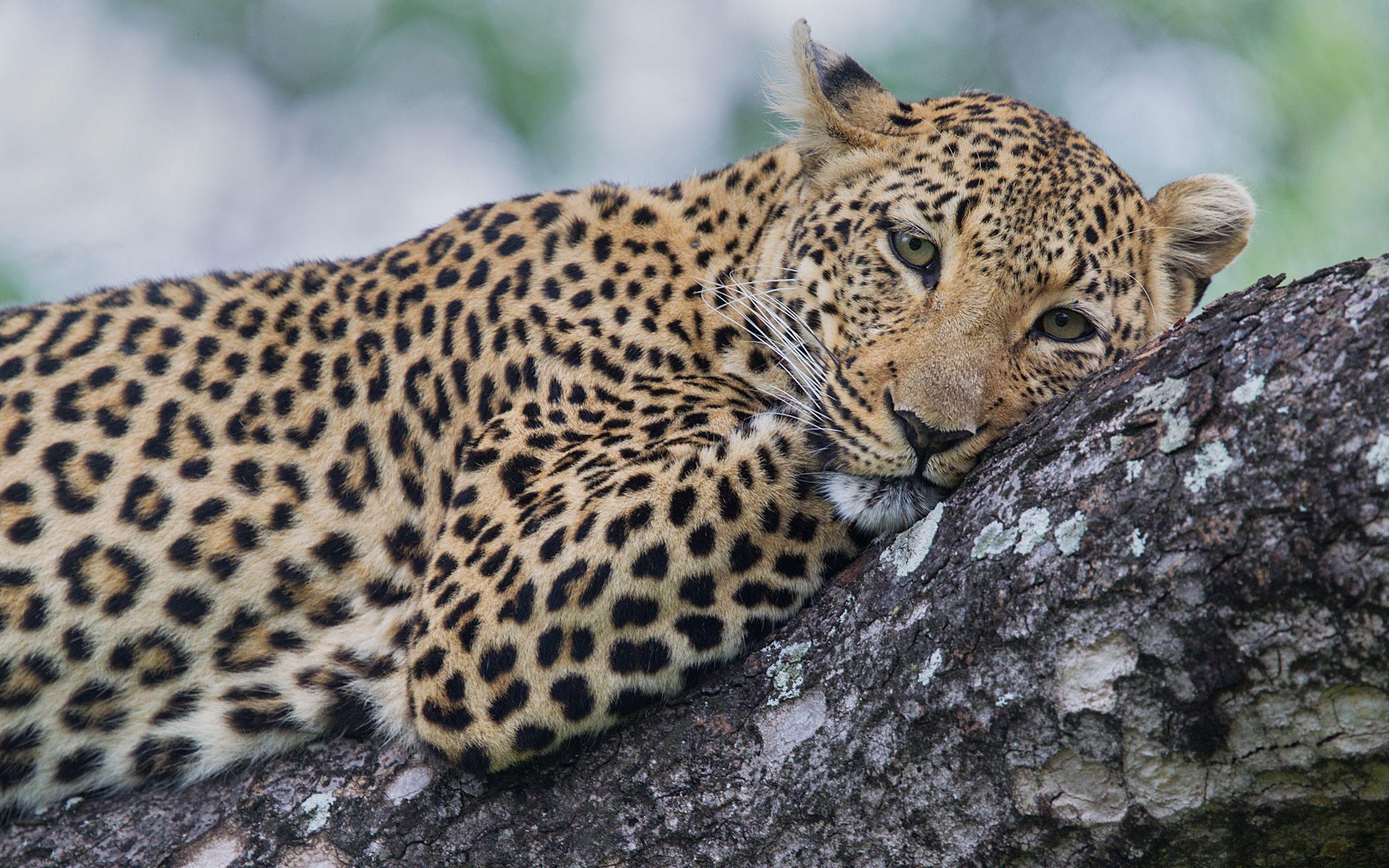 Animal Leopard Wallpapers - Top Free Animal Leopard Backgrounds - WallpaperAccess