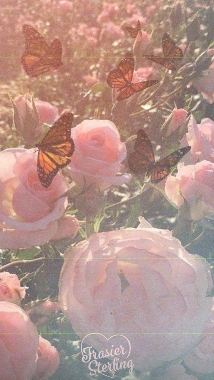 Softy Wallpapers - Top Free Softy Backgrounds - WallpaperAccess