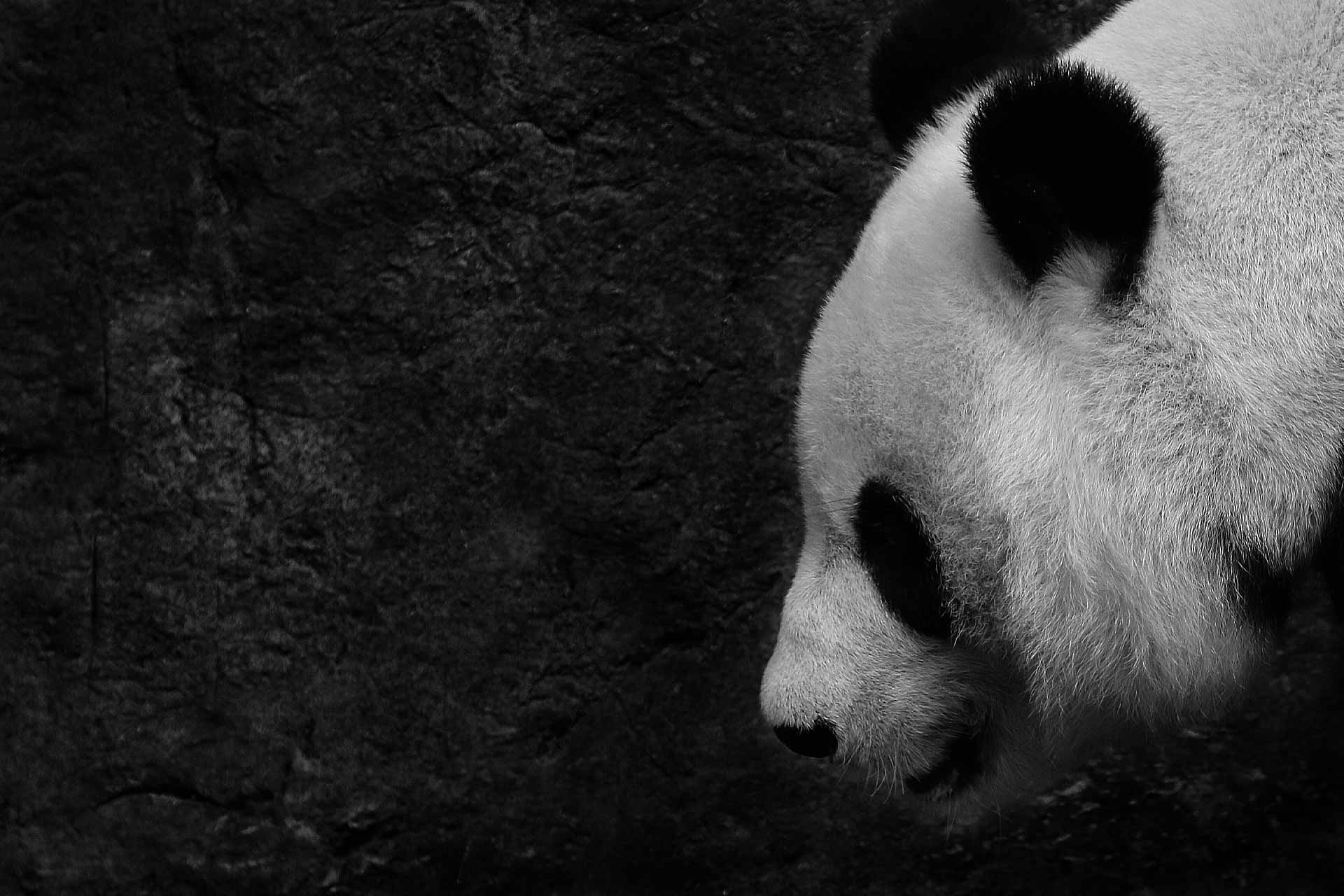 Black and White Panda Wallpapers - Top Free Black and White Panda ...