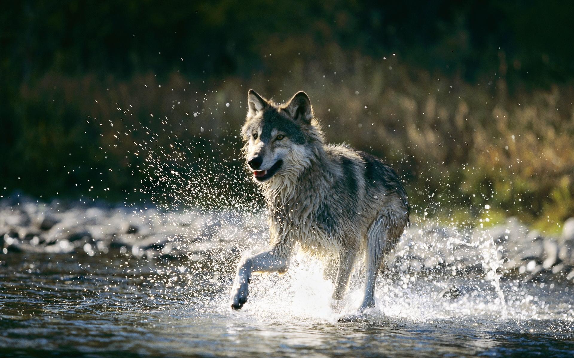 Cool Water Wolf Wallpapers - Top Free Cool Water Wolf Backgrounds ...