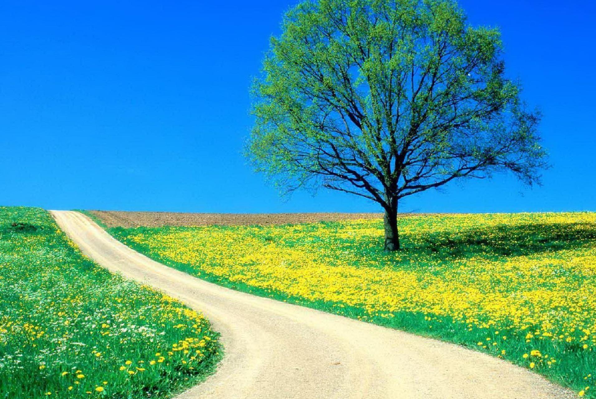 Spring Path Wallpapers - Top Free Spring Path Backgrounds - WallpaperAccess