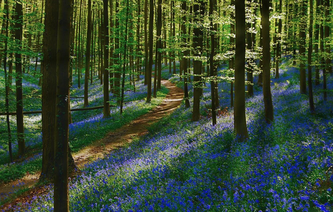 Spring Path Wallpapers - Top Free Spring Path Backgrounds - WallpaperAccess
