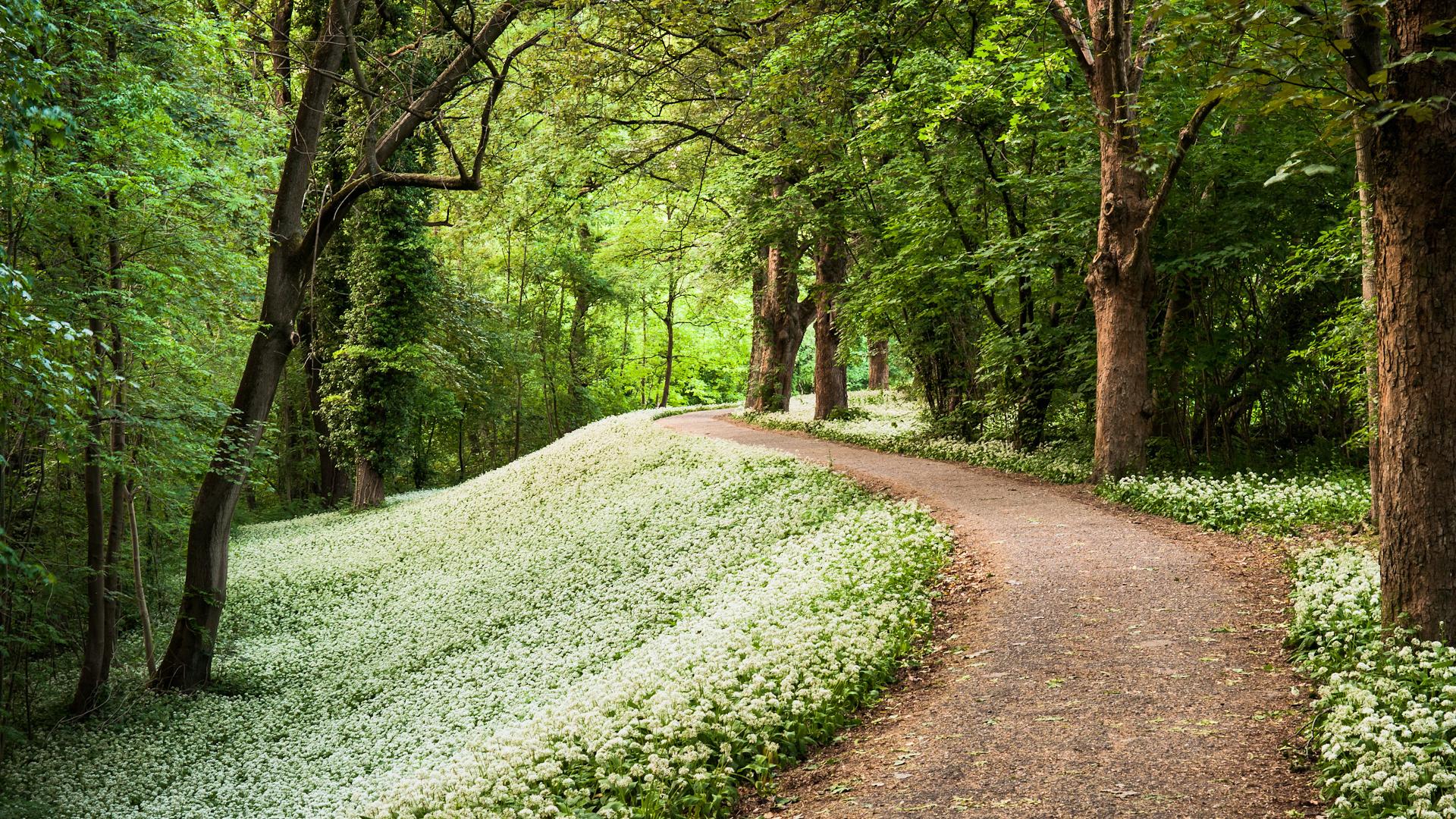 Spring Path Wallpapers - Top Free Spring Path Backgrounds - WallpaperAccess