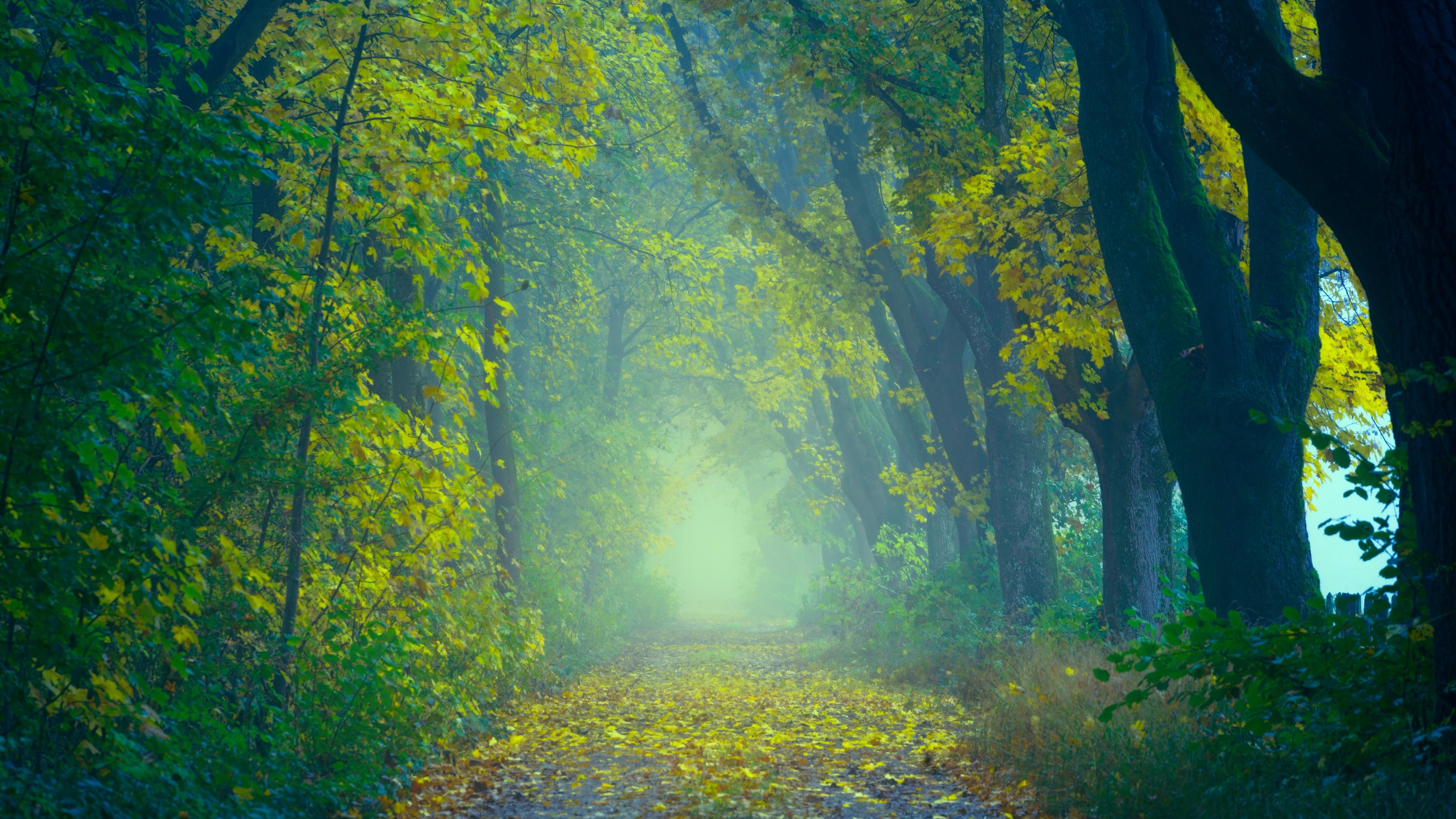 Spring Path Wallpapers - Top Free Spring Path Backgrounds - WallpaperAccess