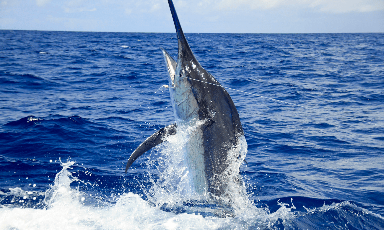 Blue Marlin Wallpapers - Top Free Blue Marlin Backgrounds - WallpaperAccess