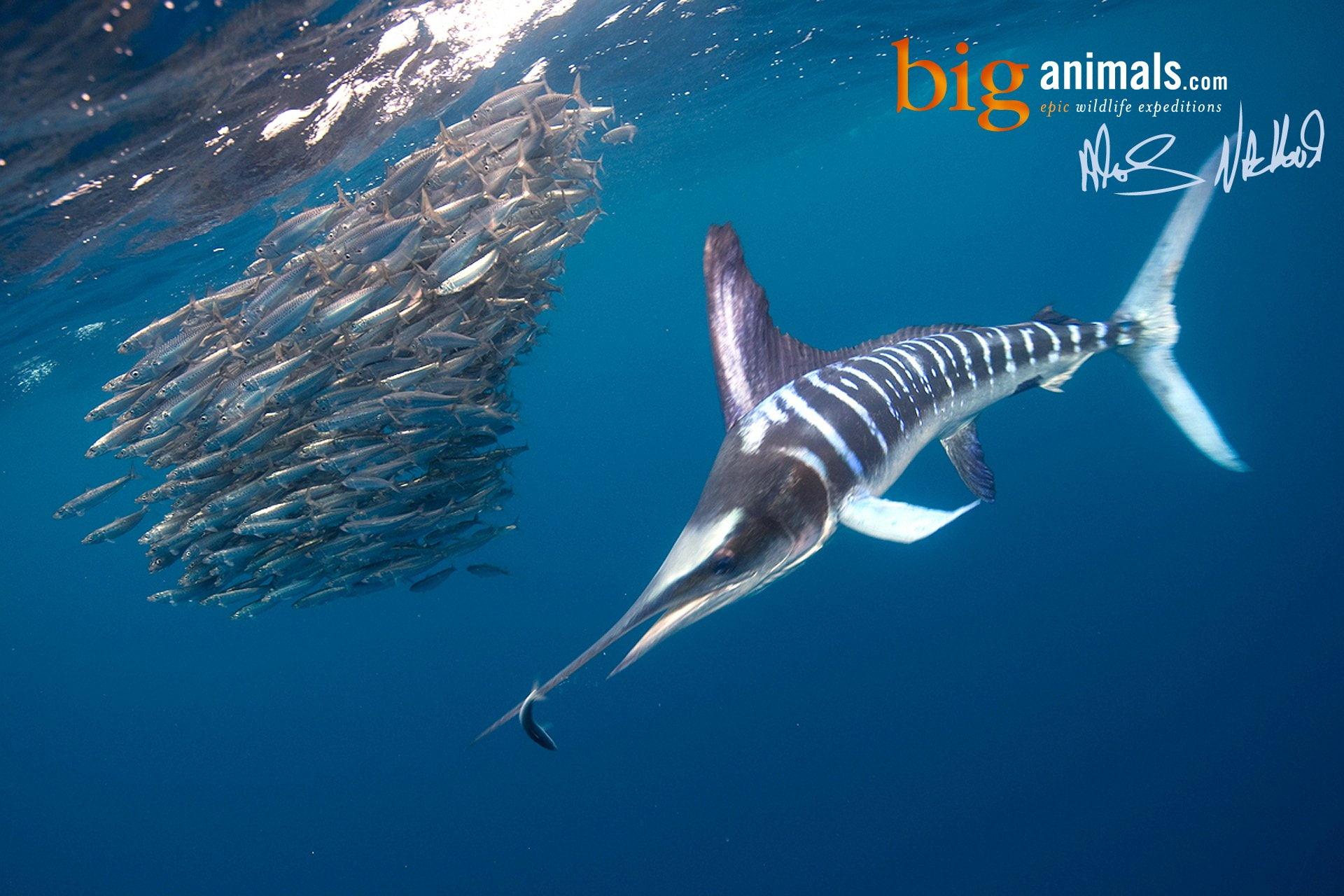 Blue Marlin Wallpapers - Top Free Blue Marlin Backgrounds - WallpaperAccess