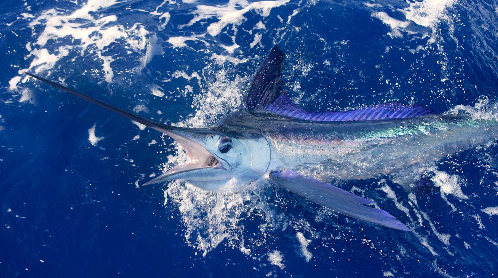 Blue Marlin Wallpapers - Top Free Blue Marlin Backgrounds - WallpaperAccess