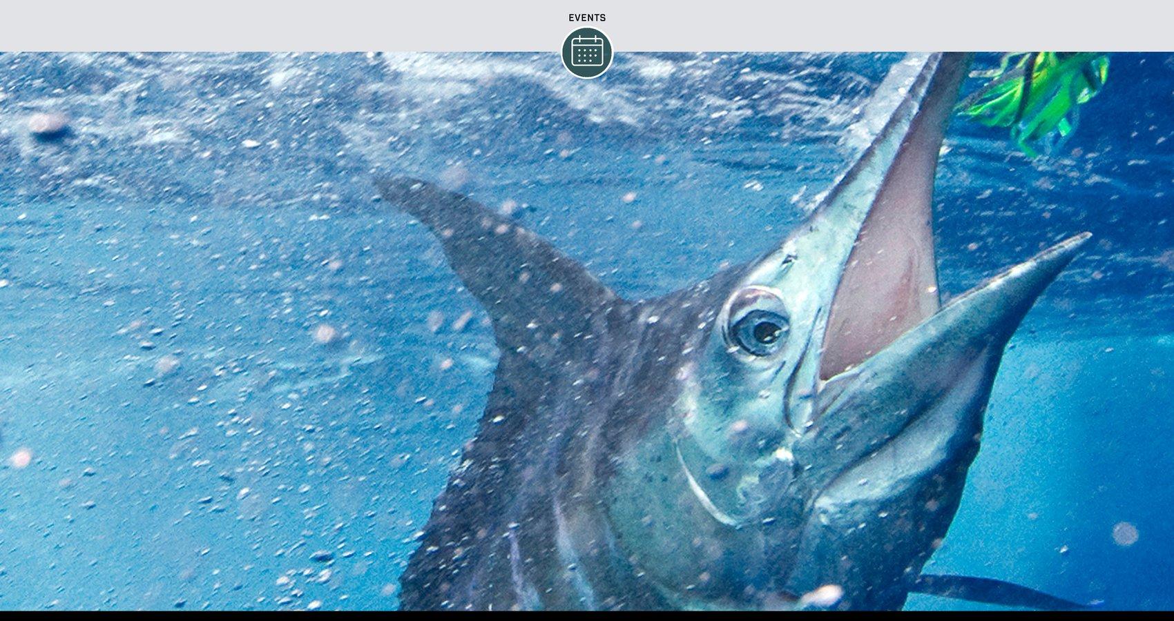 Blue Marlin Wallpapers - Top Free Blue Marlin Backgrounds - WallpaperAccess