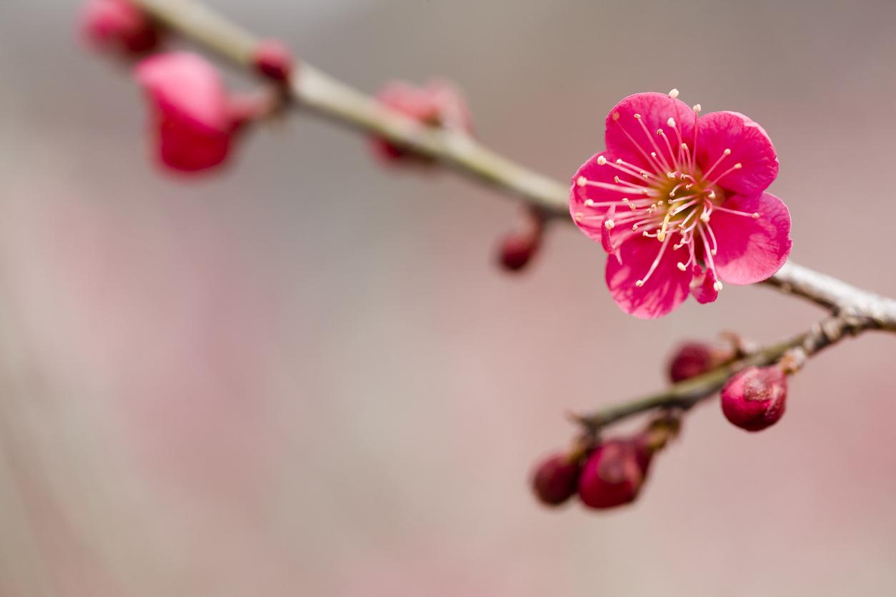 Japanese Plum Blossom Wallpapers - Top Free Japanese Plum Blossom ...