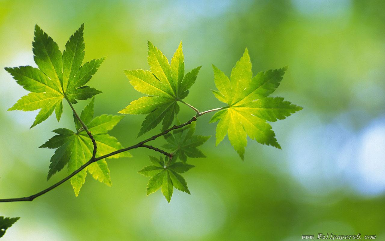 Spring Leaves Wallpapers - Top Free Spring Leaves Backgrounds ...