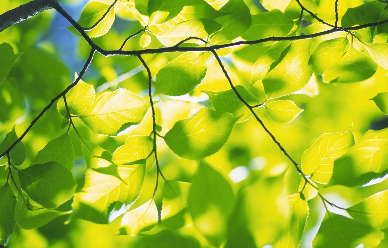 Spring Leaves Wallpapers - Top Free Spring Leaves Backgrounds ...