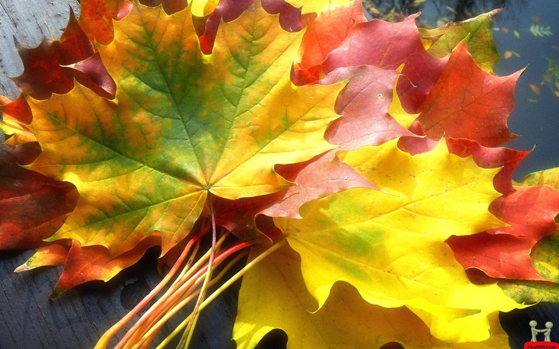 Spring Leaves Wallpapers - Top Free Spring Leaves Backgrounds ...