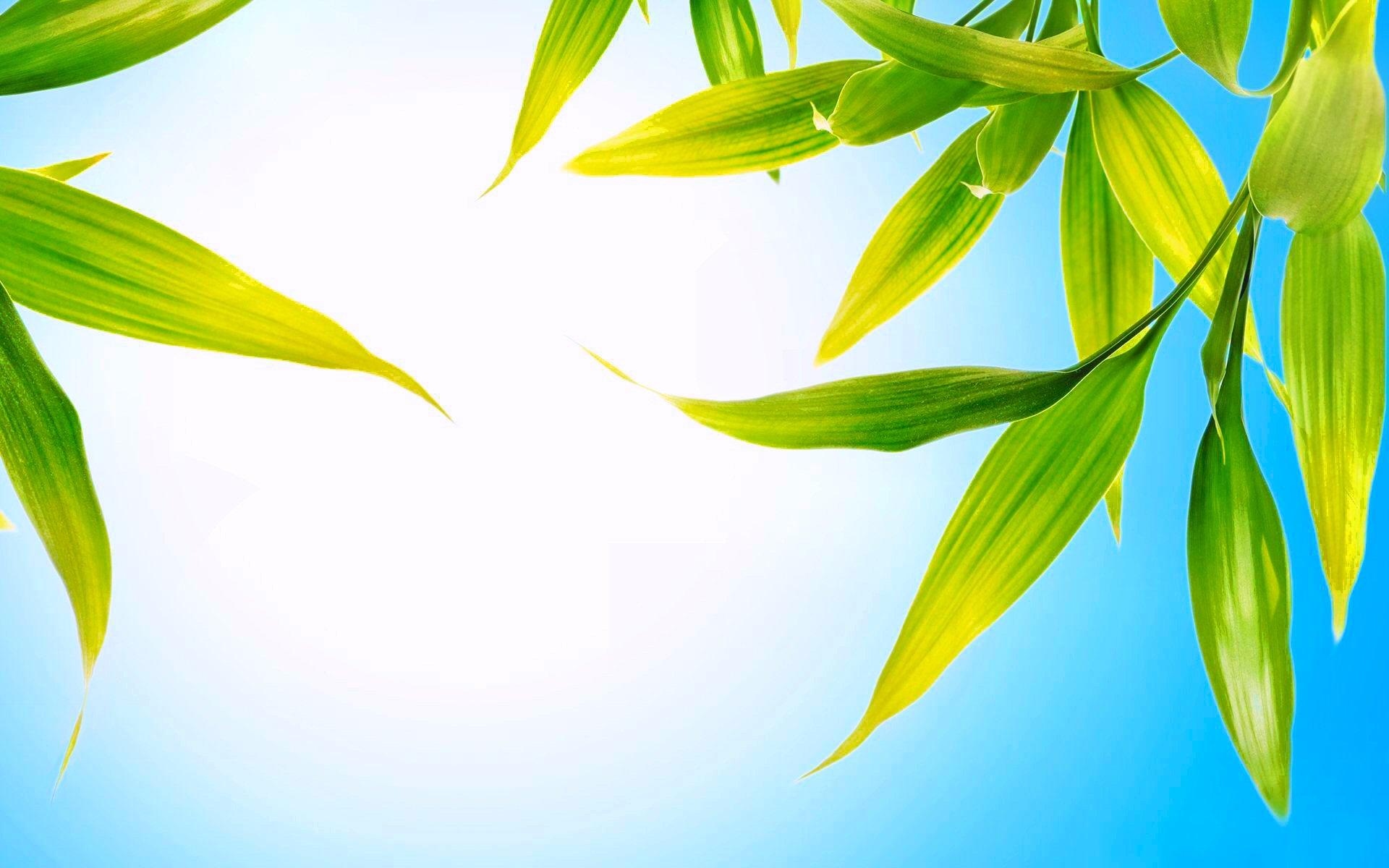 Spring Leaves Wallpapers - Top Free Spring Leaves Backgrounds ...