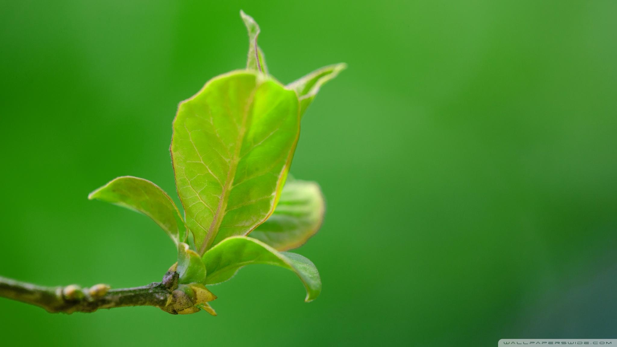 Spring Leaves Wallpapers - Top Free Spring Leaves Backgrounds ...