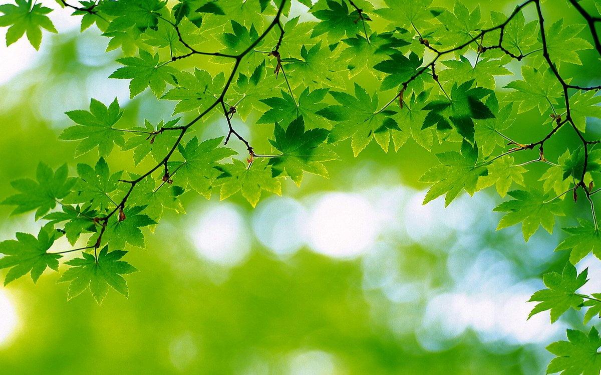 Spring Leaves Wallpapers - Top Free Spring Leaves Backgrounds ...
