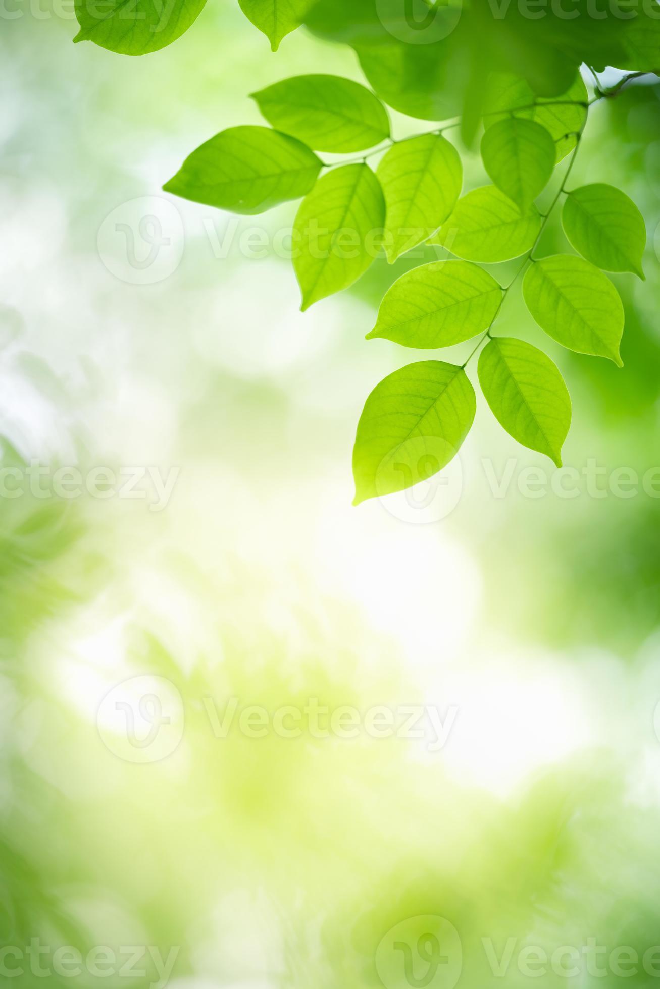 Spring Leaves Wallpapers - Top Free Spring Leaves Backgrounds ...