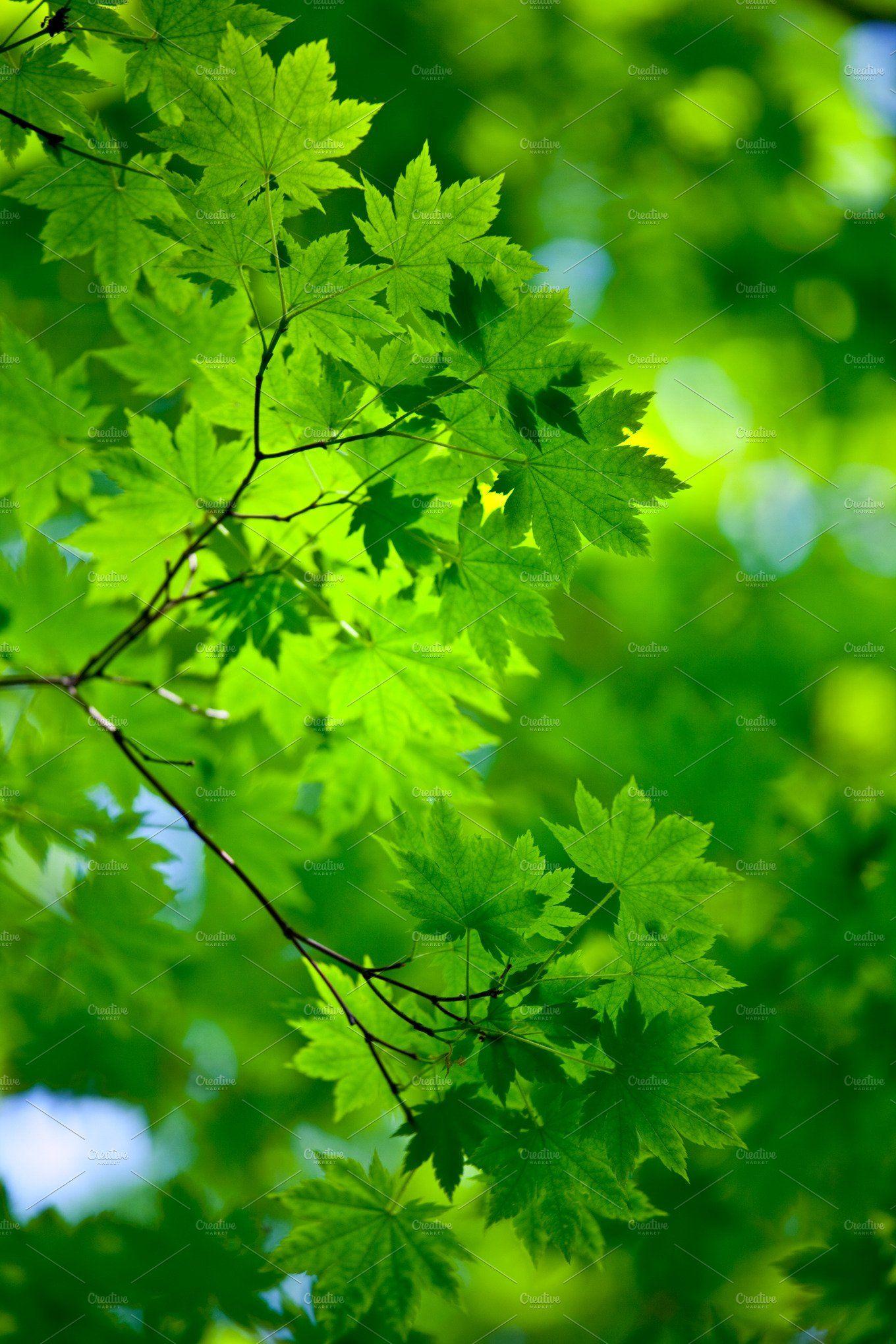 Spring Leaves Wallpapers - Top Free Spring Leaves Backgrounds ...