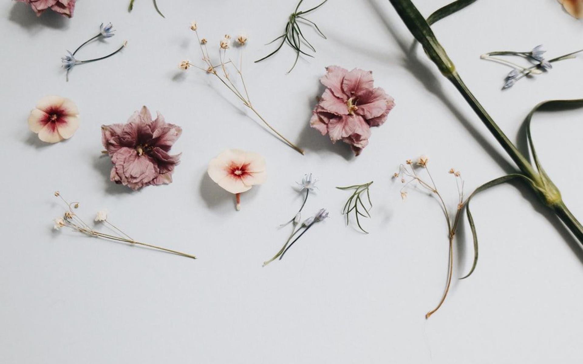 Cute Plant Desktop Wallpapers - Top Free Cute Plant Desktop Backgrounds ...