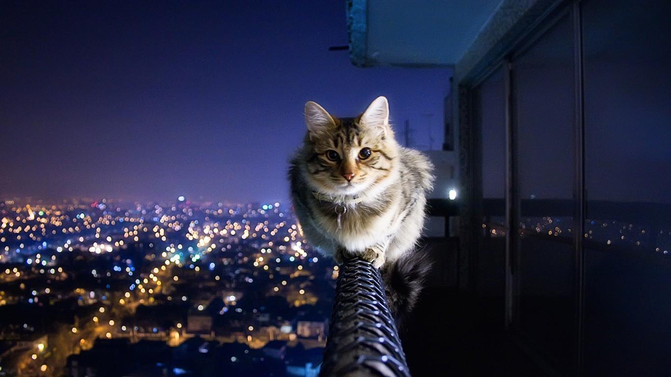 Cat Light Wallpapers - Top Free Cat Light Backgrounds - WallpaperAccess
