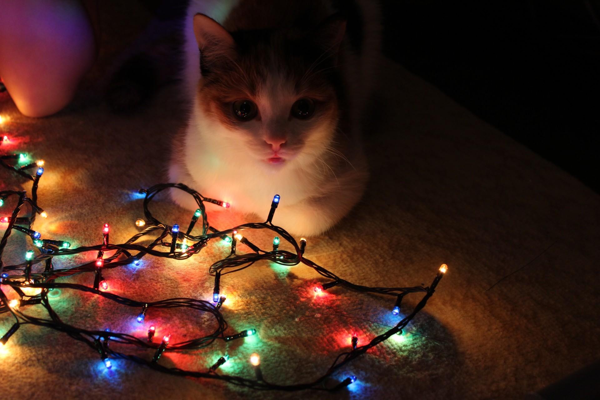 Cat Light Wallpapers - Top Free Cat Light Backgrounds - WallpaperAccess
