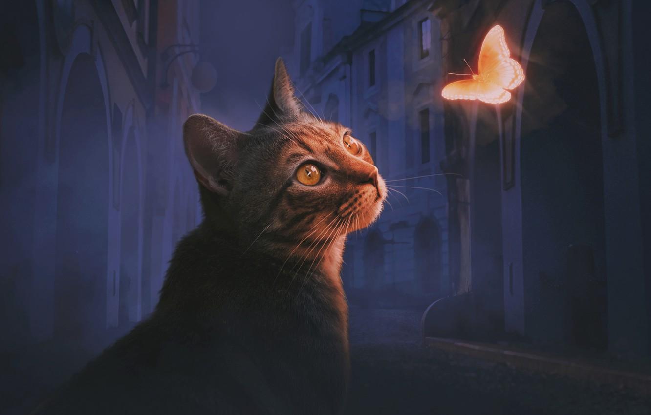 Cat Light Wallpapers - Top Free Cat Light Backgrounds - WallpaperAccess