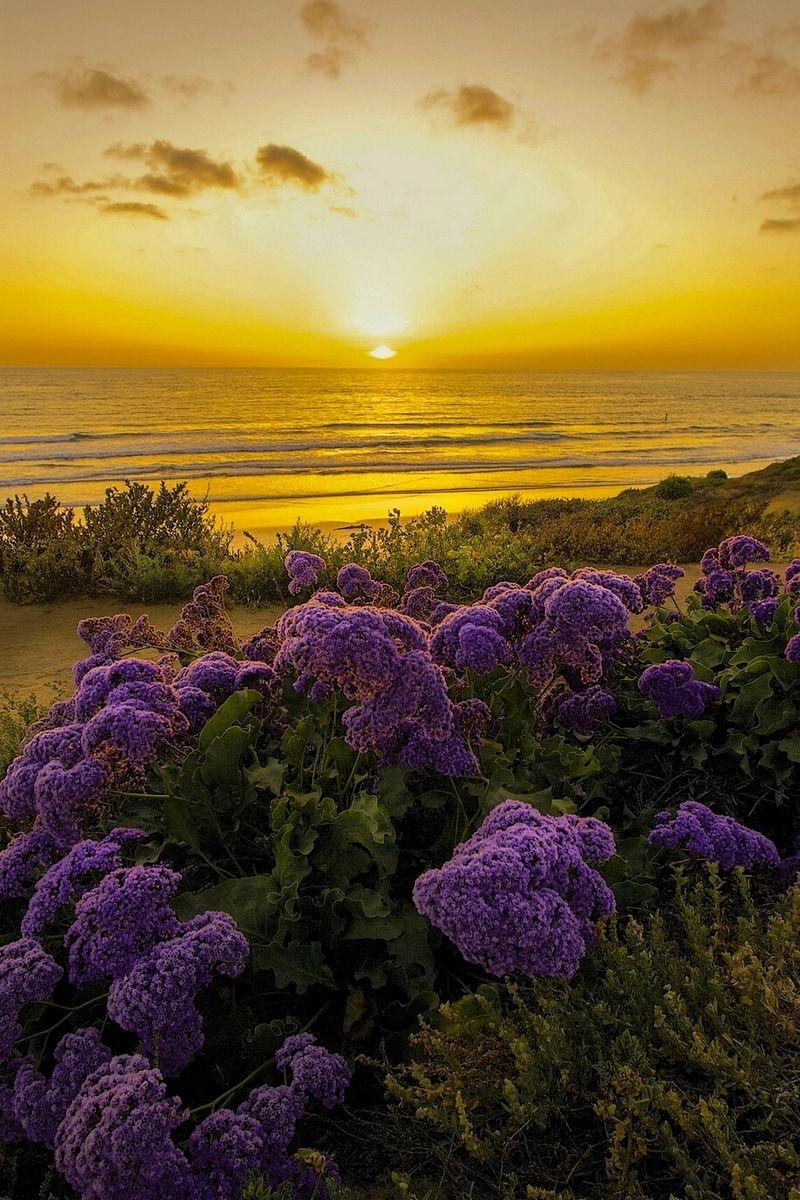 Pacific Sunset Wallpapers - Top Free Pacific Sunset Backgrounds ...