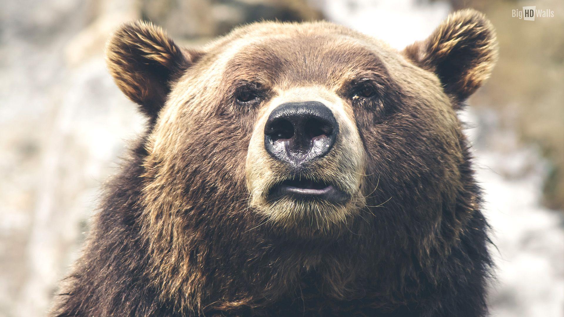 Bear Desktop Wallpapers - Top Free Bear Desktop Backgrounds ...