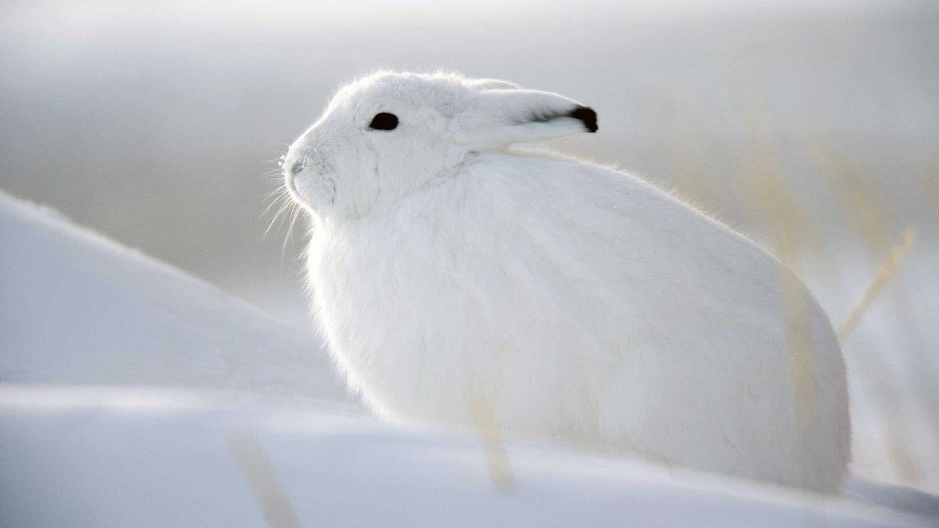 Winter Bunny Wallpapers - Top Free Winter Bunny Backgrounds ...