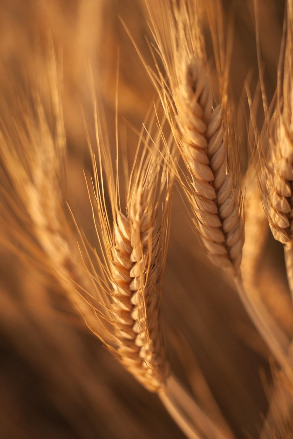 Wheat Crop Wallpapers - Top Free Wheat Crop Backgrounds - WallpaperAccess