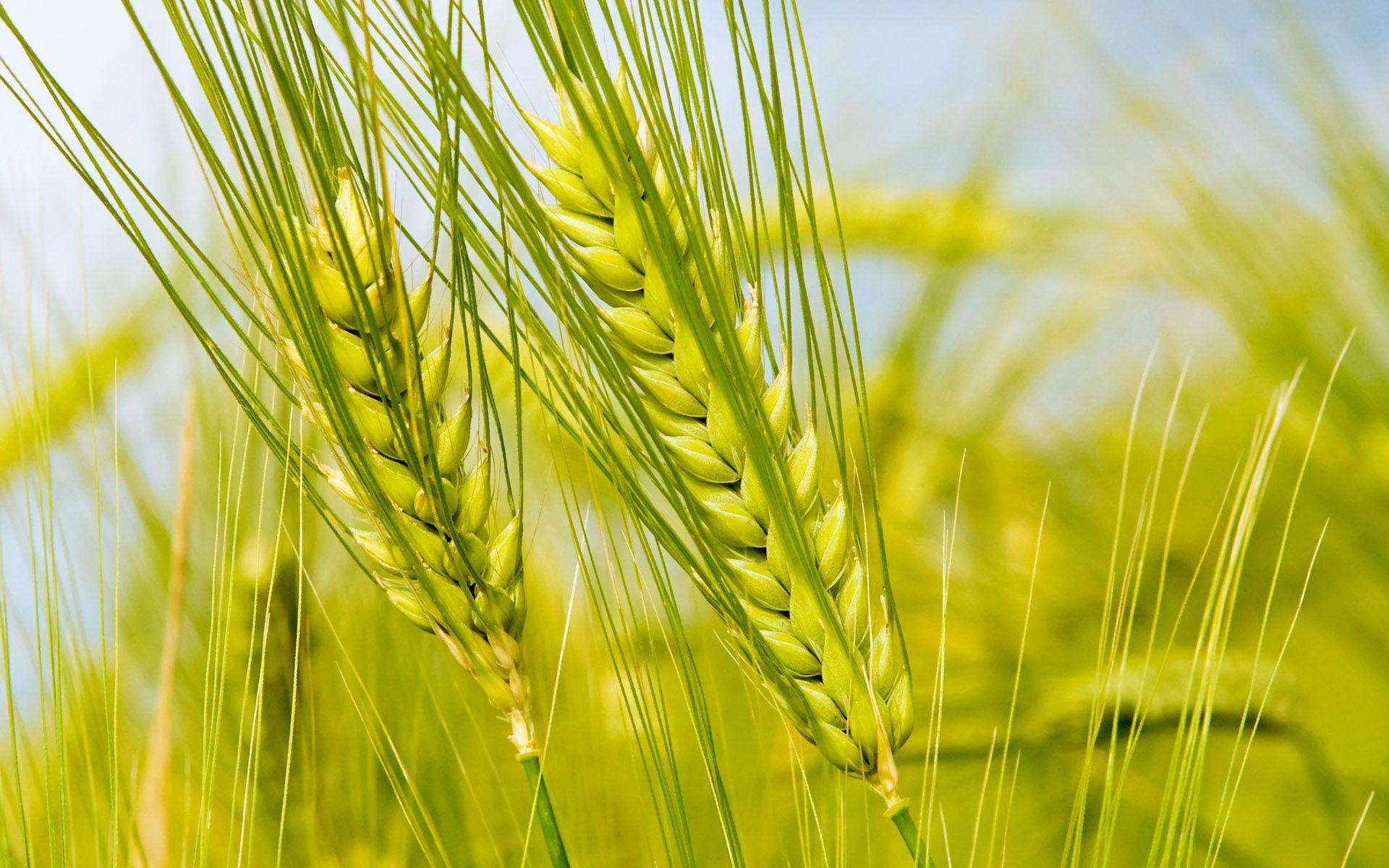 Wheat Crop Wallpapers - Top Free Wheat Crop Backgrounds - WallpaperAccess