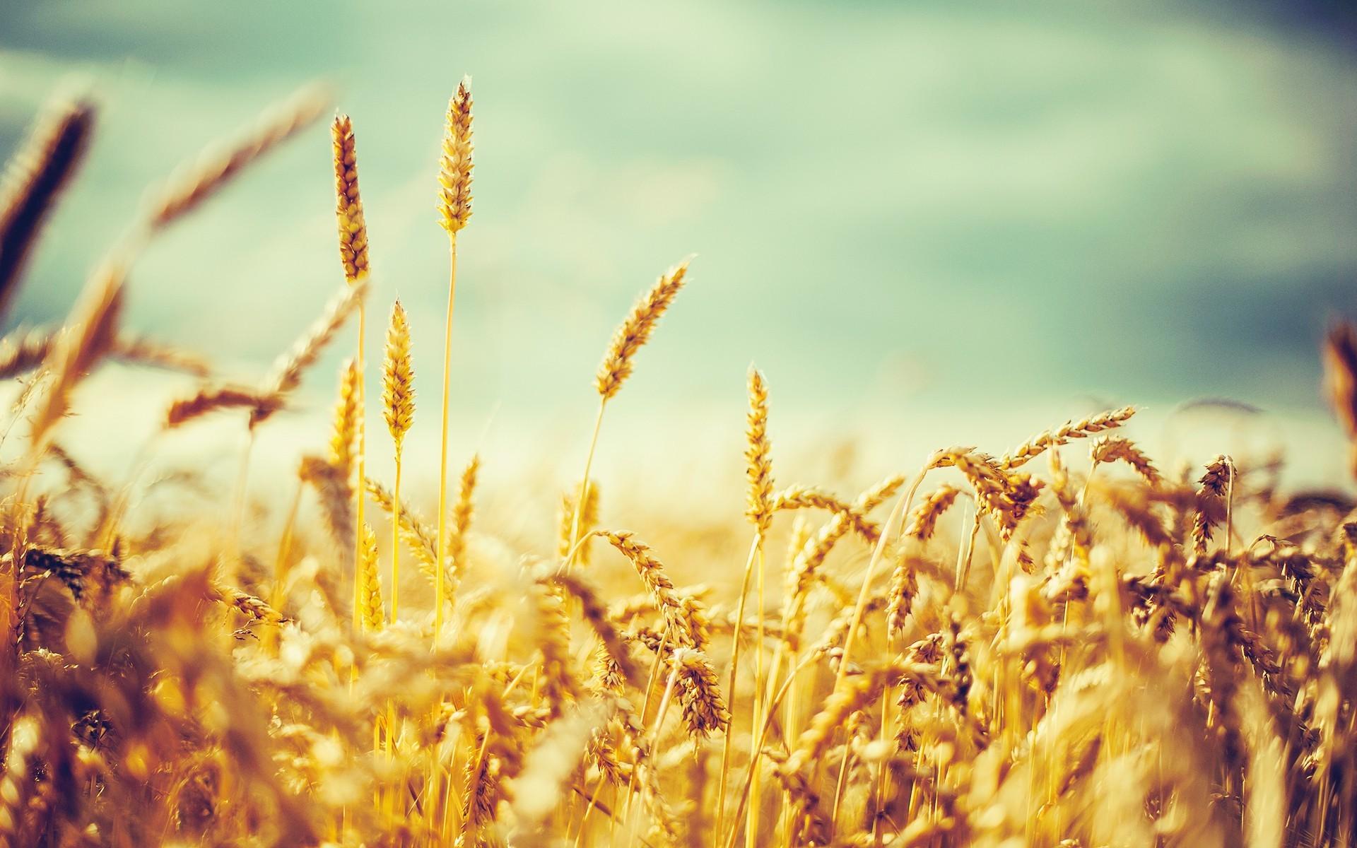 Wheat Crop Wallpapers - Top Free Wheat Crop Backgrounds - WallpaperAccess