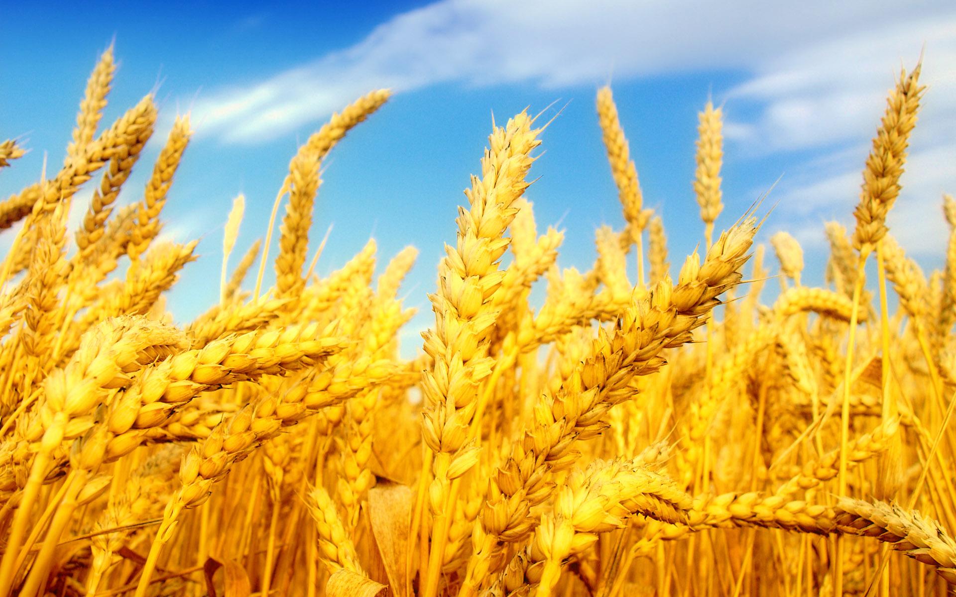 Wheat Crop Wallpapers - Top Free Wheat Crop Backgrounds - WallpaperAccess