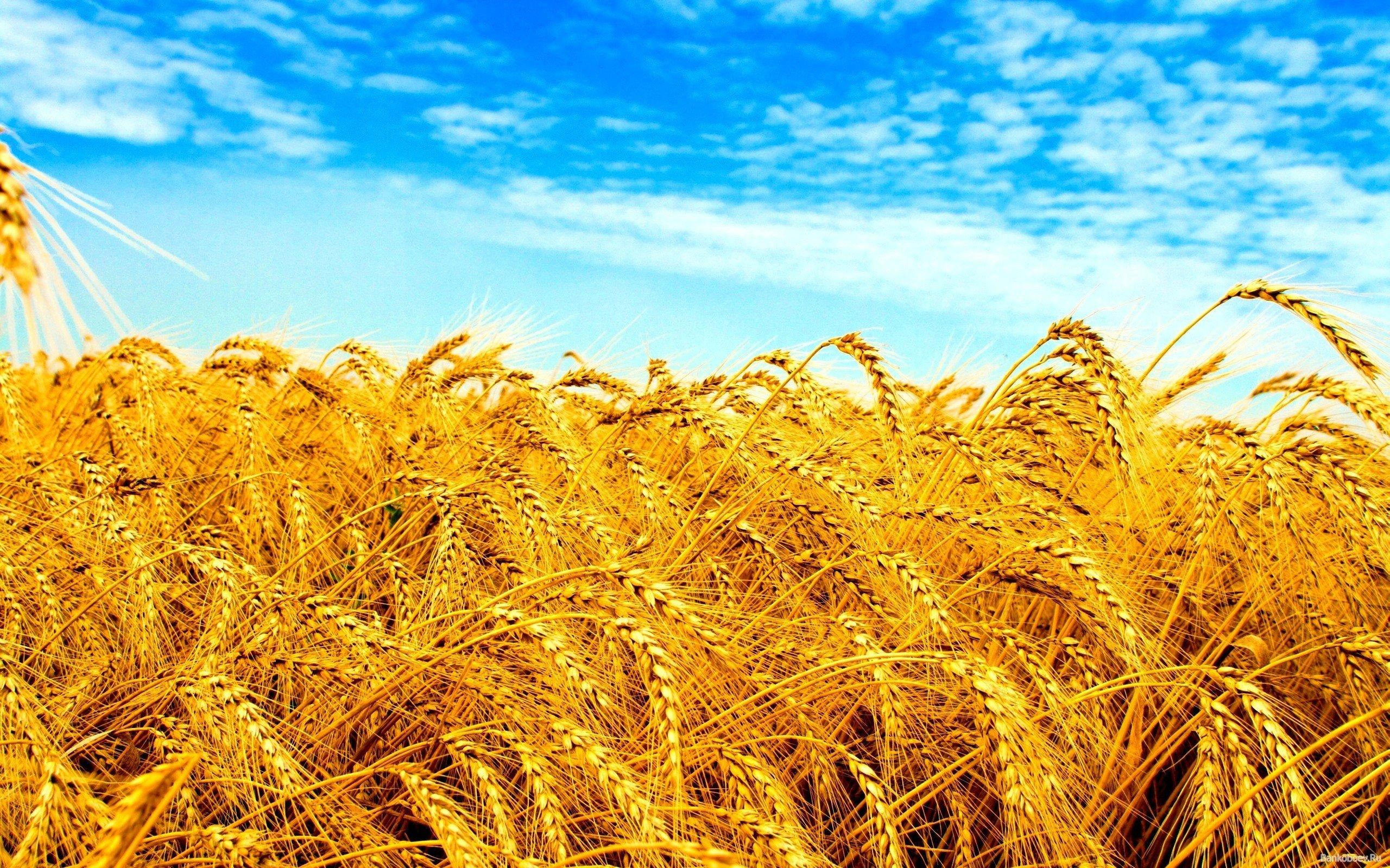 Wheat Crop Wallpapers - Top Free Wheat Crop Backgrounds - WallpaperAccess