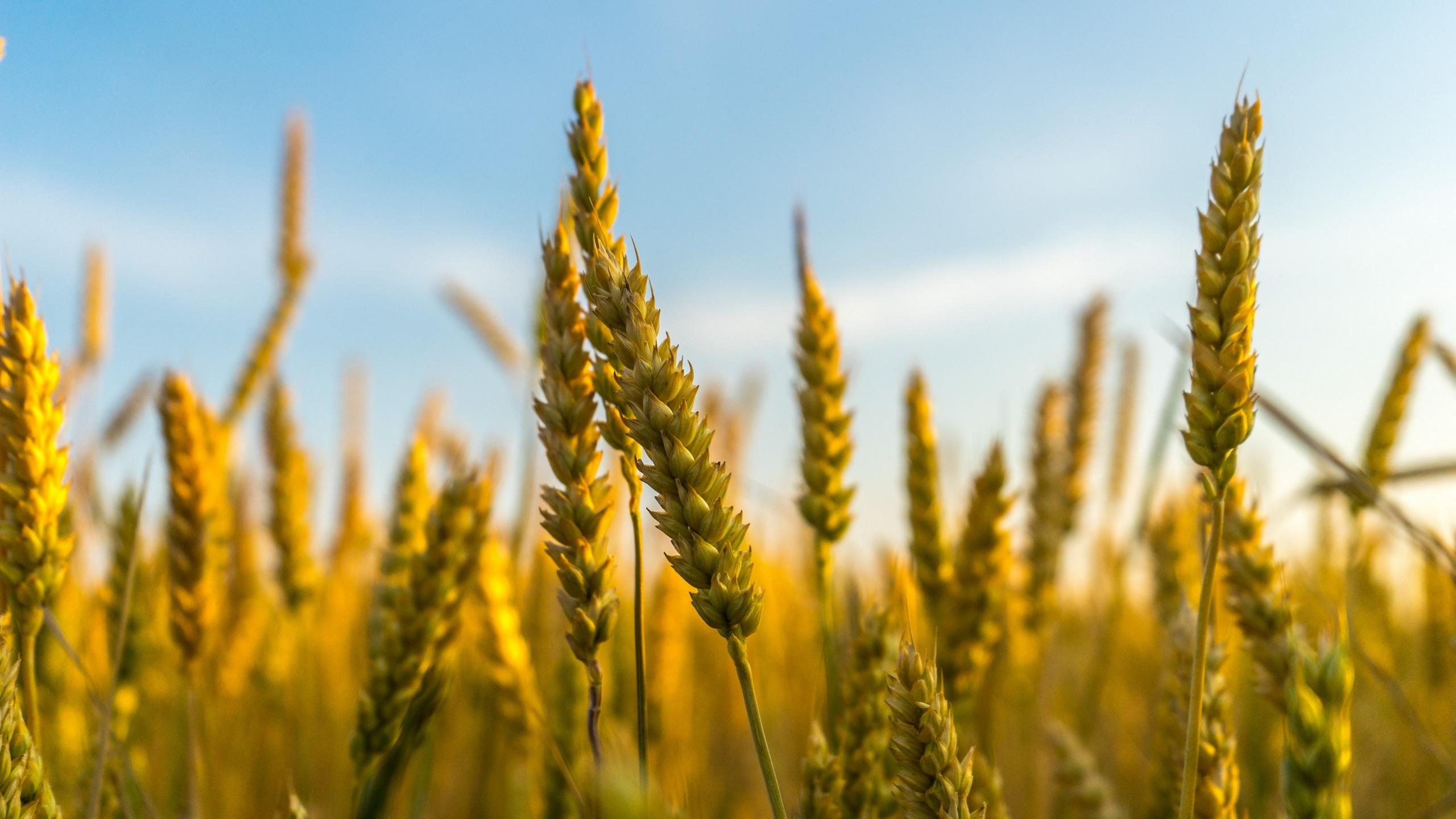 Wheat Crop Wallpapers - Top Free Wheat Crop Backgrounds - WallpaperAccess