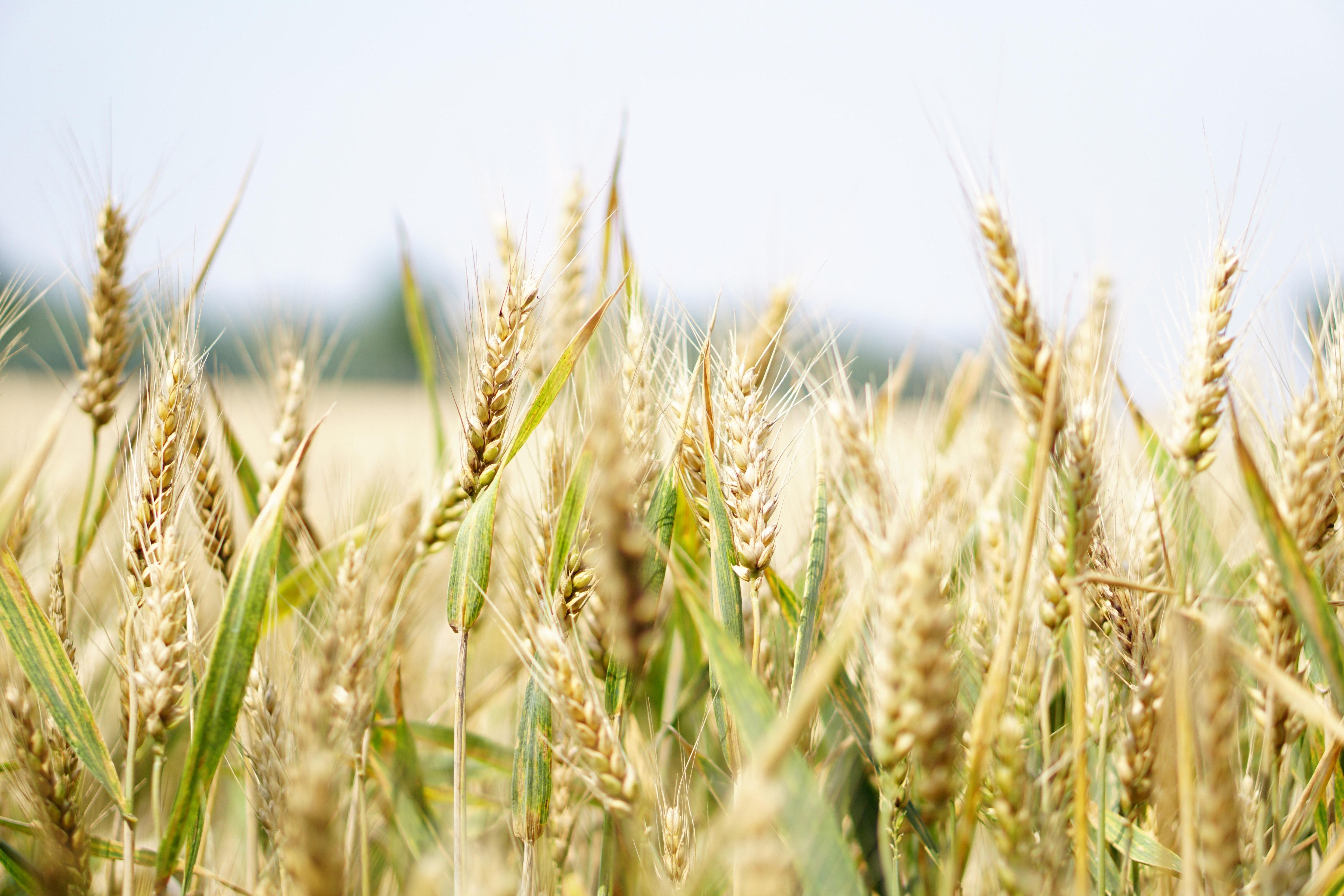 Wheat Crop Wallpapers - Top Free Wheat Crop Backgrounds - WallpaperAccess