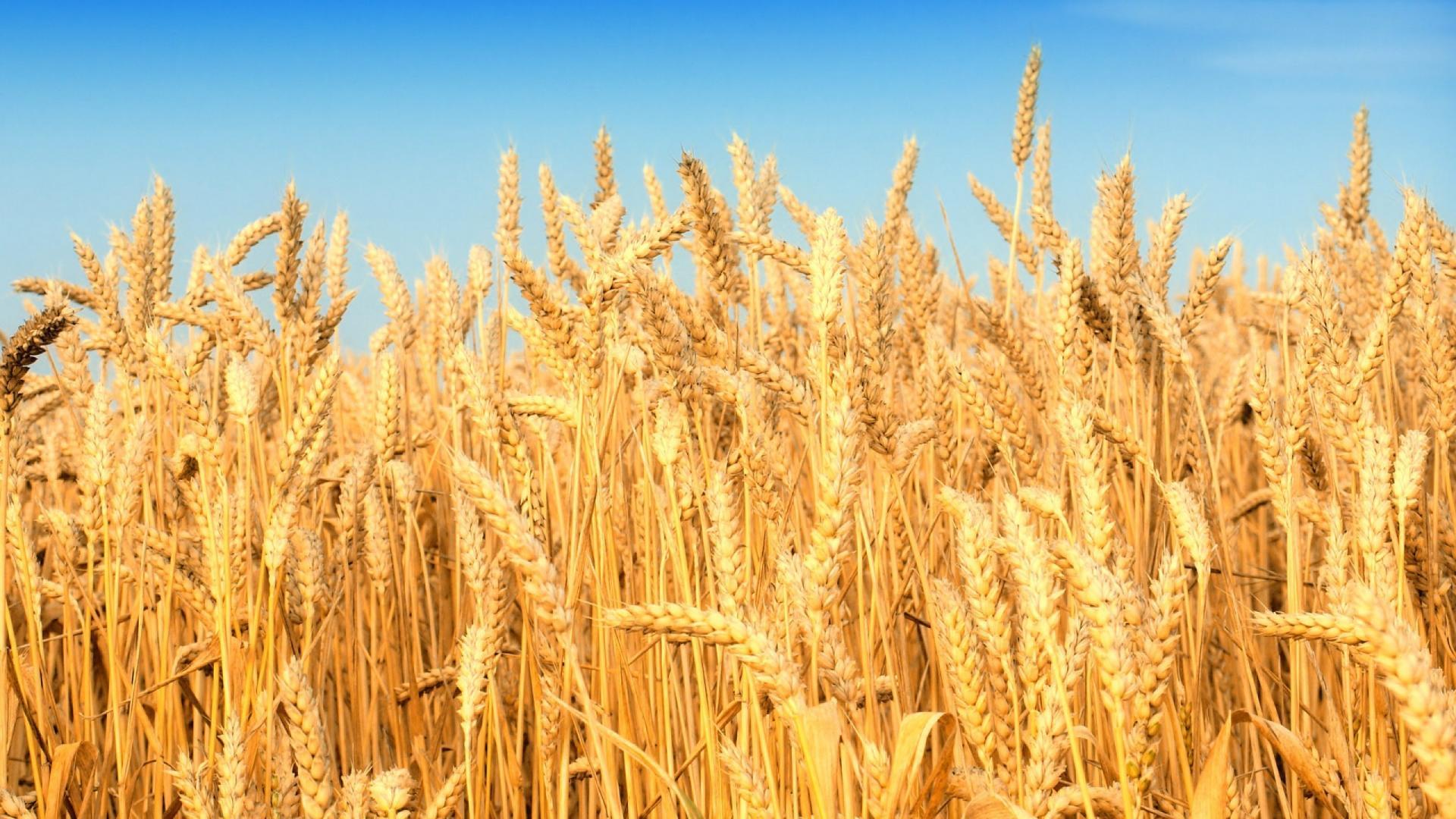 Wheat Crop Wallpapers - Top Free Wheat Crop Backgrounds - WallpaperAccess