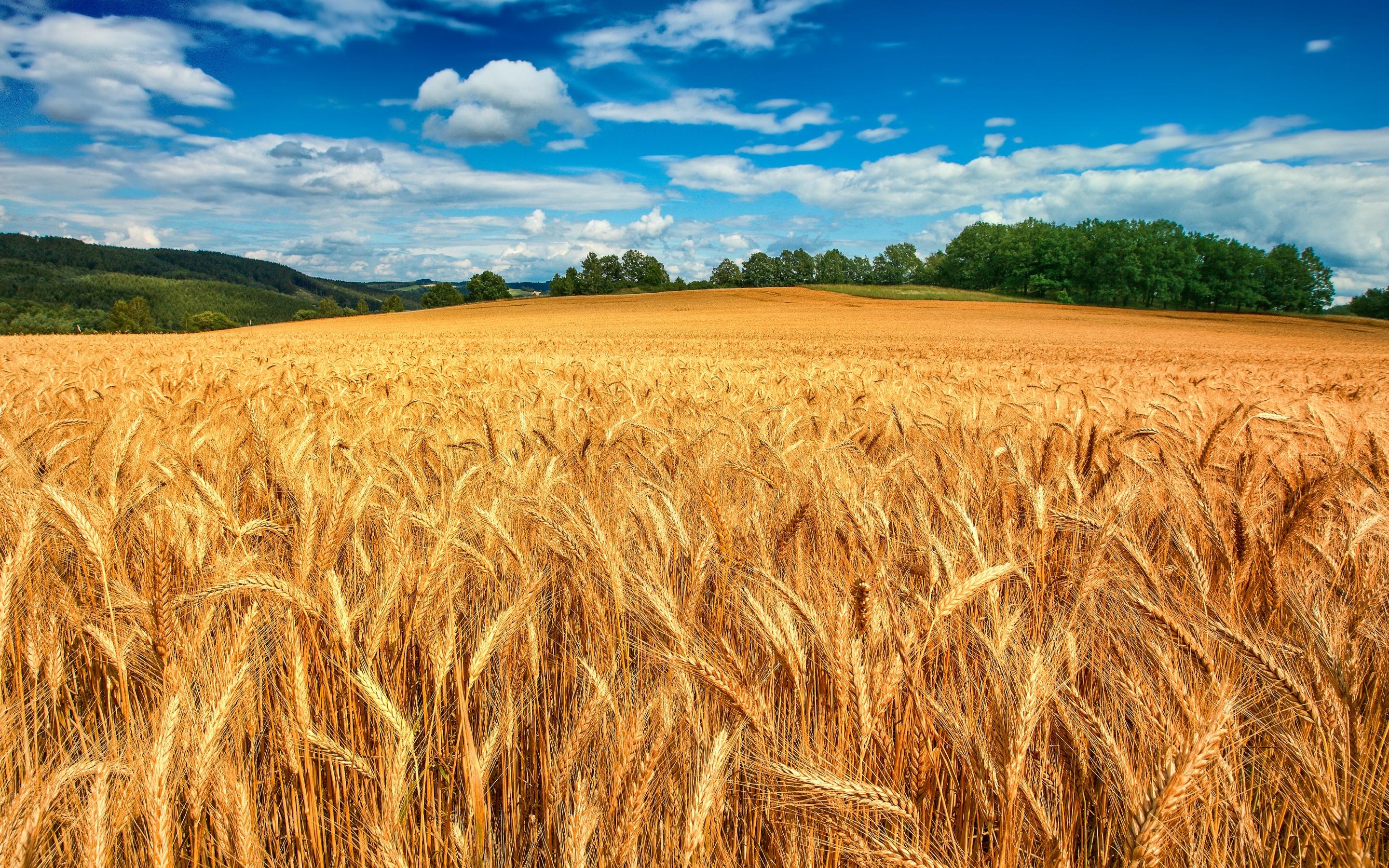 Wheat Crop Wallpapers - Top Free Wheat Crop Backgrounds - WallpaperAccess